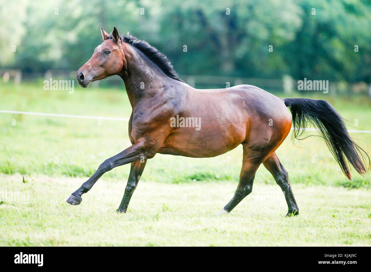 Cheval français, selle français. Jument baie galoper dans un pré ...
