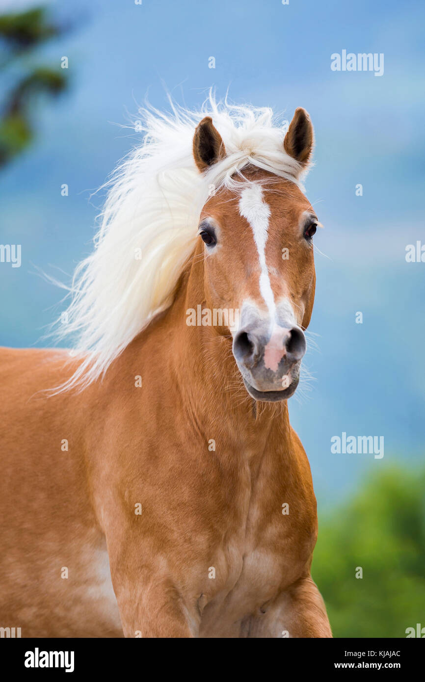 Portrait de cheval haflinger d'une jument tyrol du sud Banque de ...
