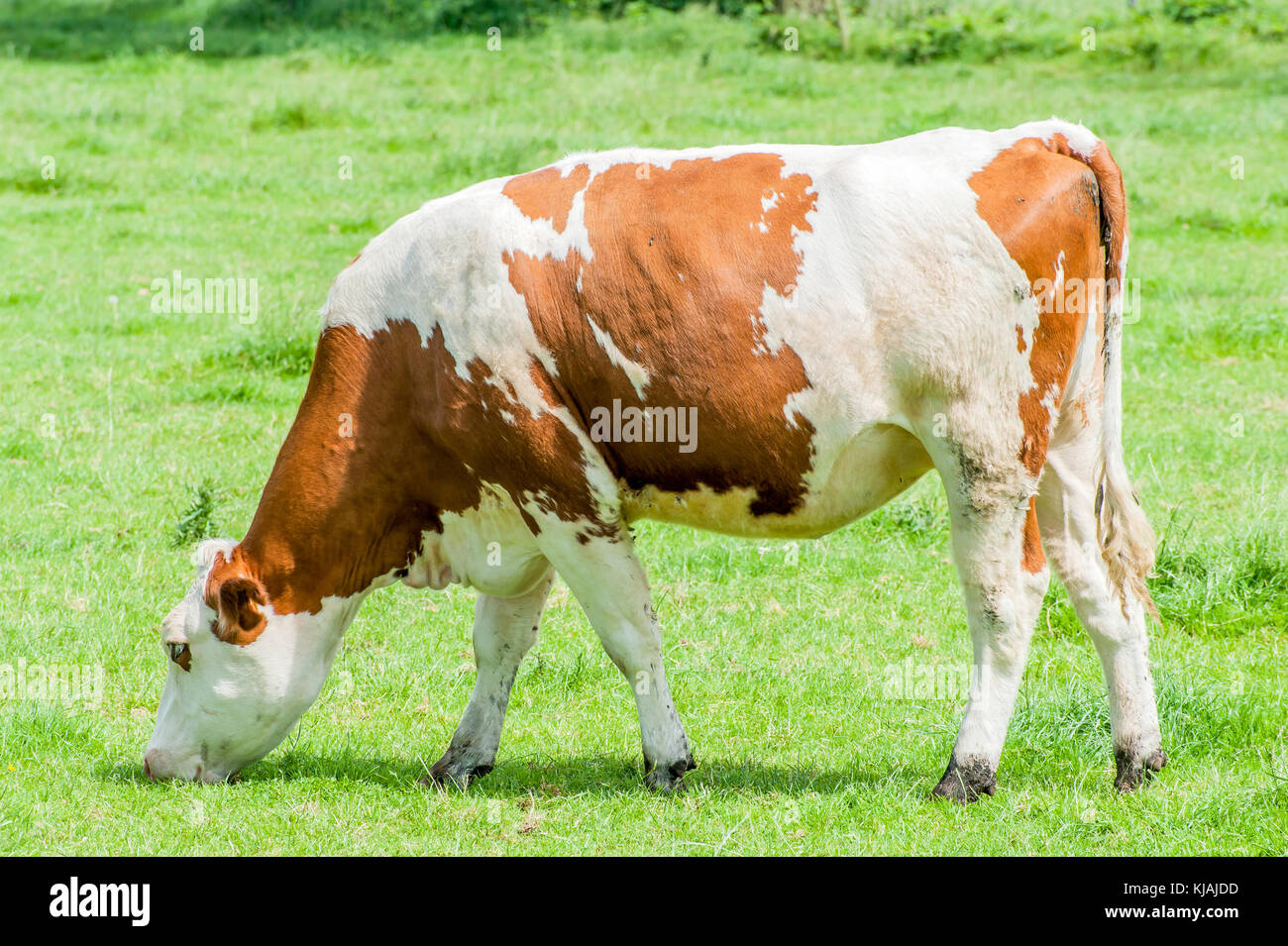 Rouge des prés vache Banque de photographies et d’images à haute ...