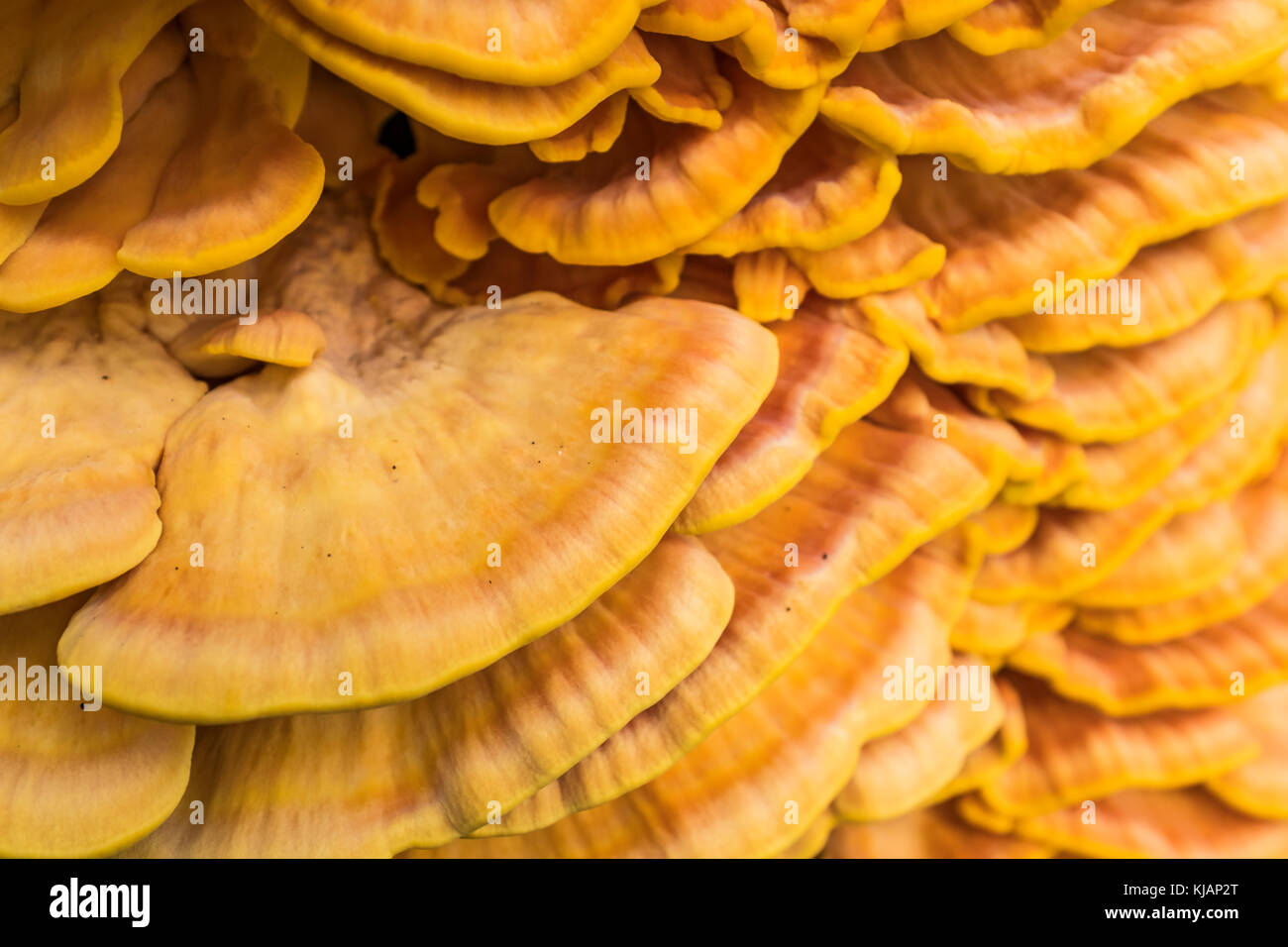 Champignons jaune vif sur le tronc Banque de photographies et d’images ...