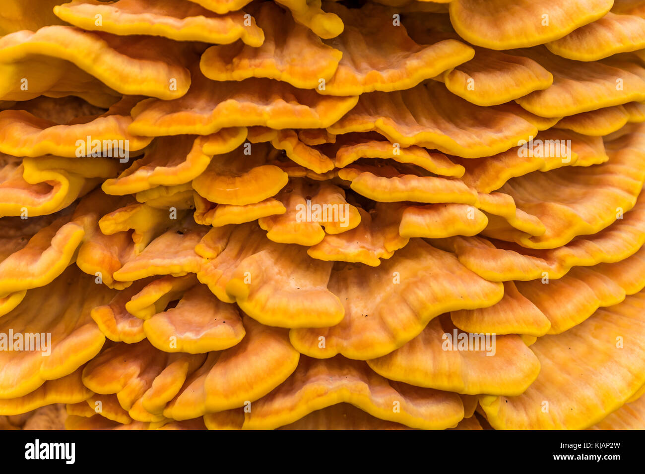 Champignons jaune vif sur le tronc Banque de photographies et d’images ...