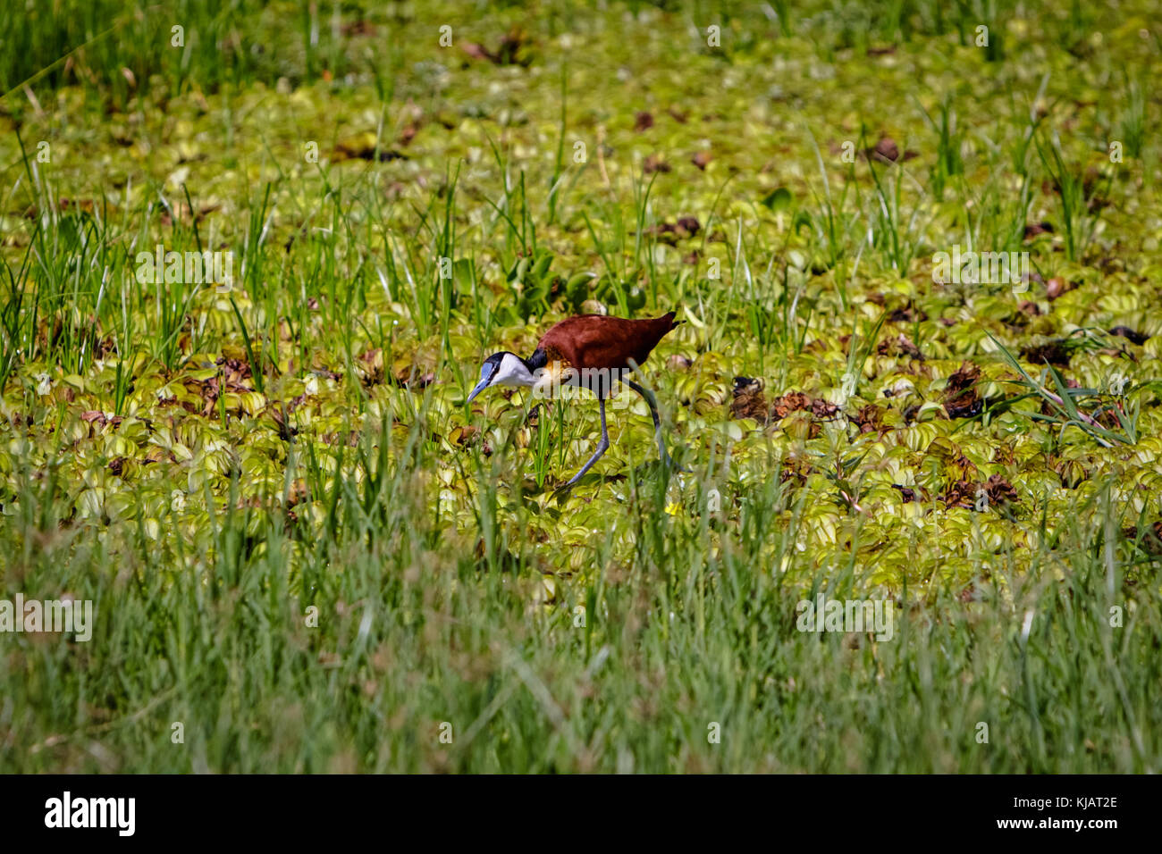 Lake albert Banque de photographies et d’images à haute résolution - Alamy