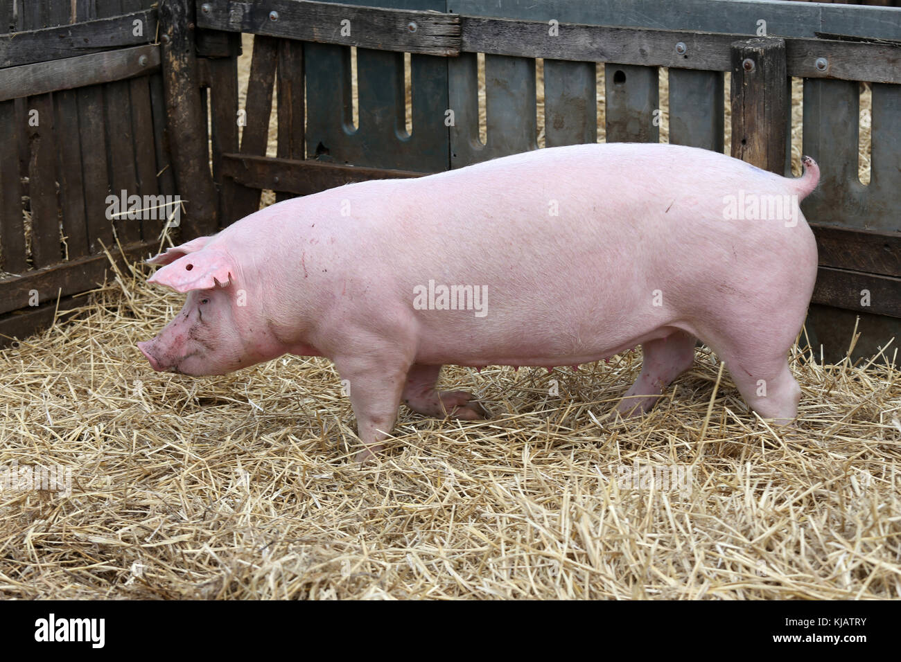 Cochon rose vivant à la ferme des animaux bio rural Photo Stock - Alamy