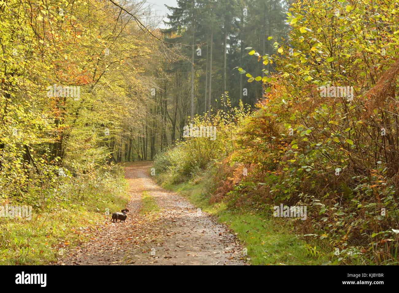 Chemin long et sinueux Banque de photographies et d’images à haute ...