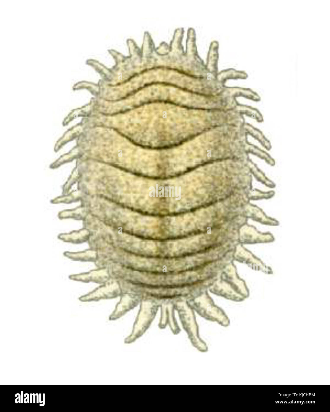 Planococcus citri Banque de photographies et d’images à haute ...