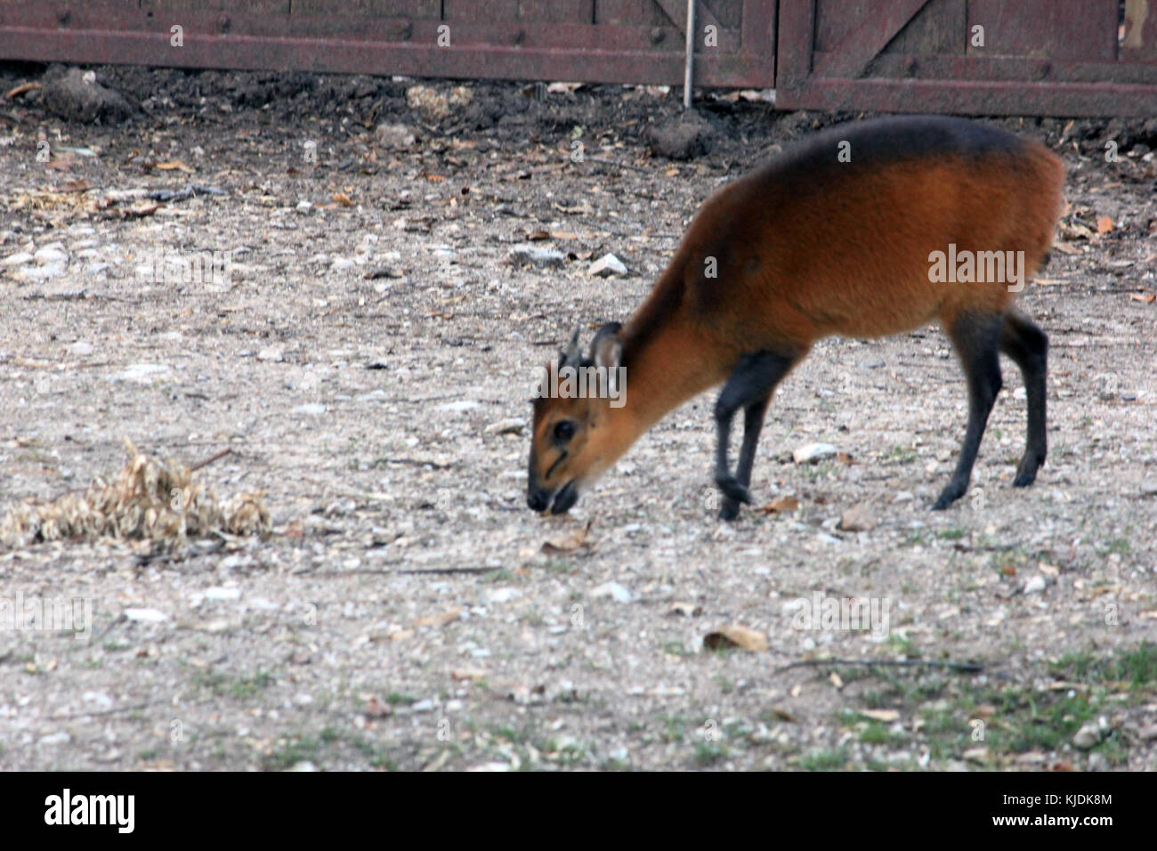 Red duiker Banque de photographies et d’images à haute résolution - Alamy