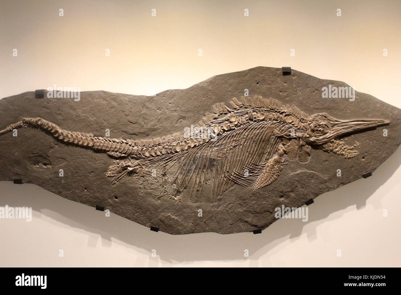 Ichthyosaur marine reptile prehistoric Banque de photographies et d ...