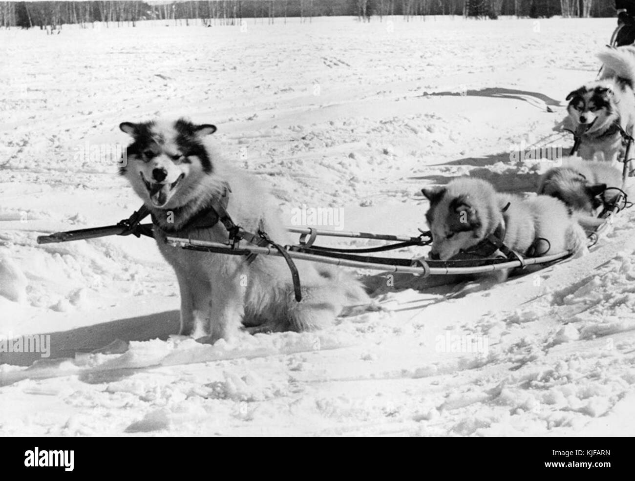 Chiens esquimaux canadiens Banque d'images noir et blanc - Alamy