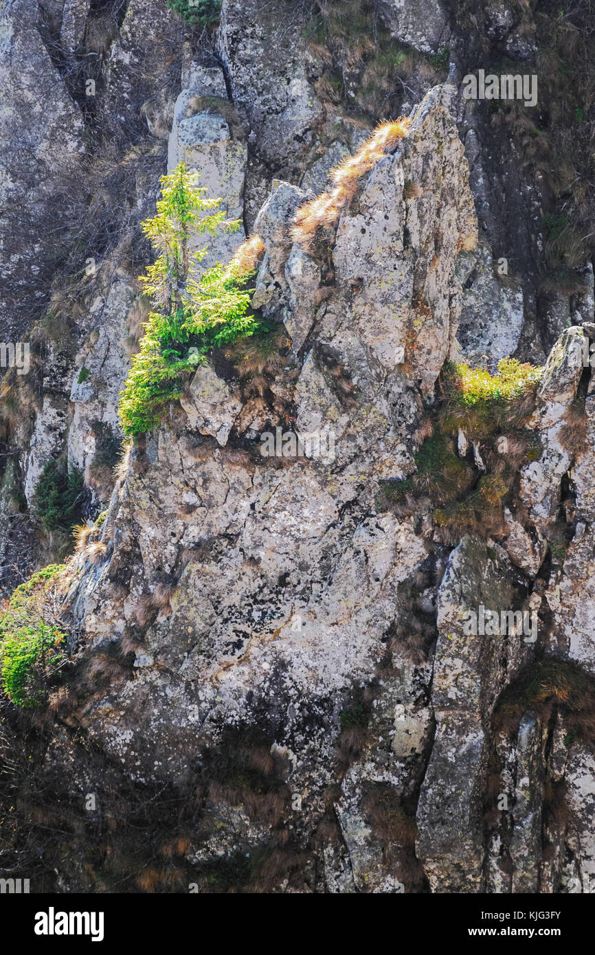 Arbre qui pousse sur un rocher Banque de photographies et d’images à ...
