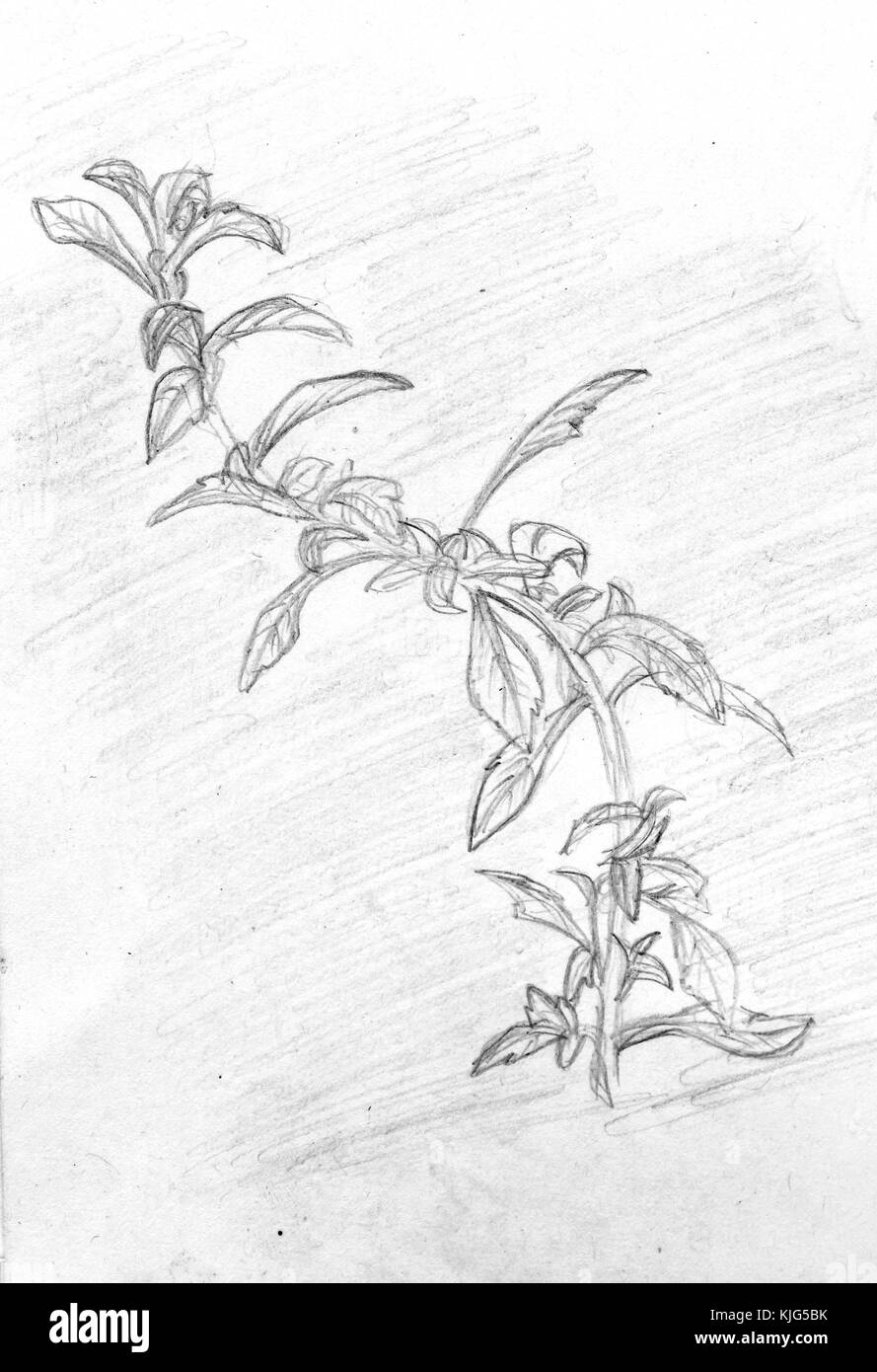 Dessin au crayon, croquis Photo Stock - Alamy