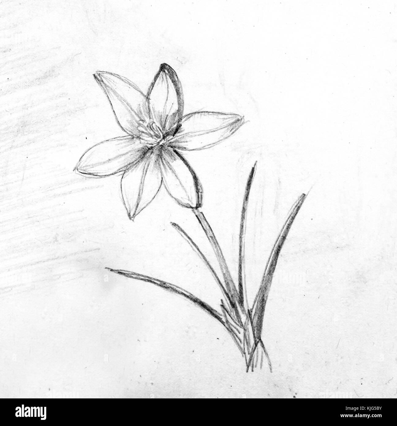 Dessin au crayon, croquis Photo Stock - Alamy