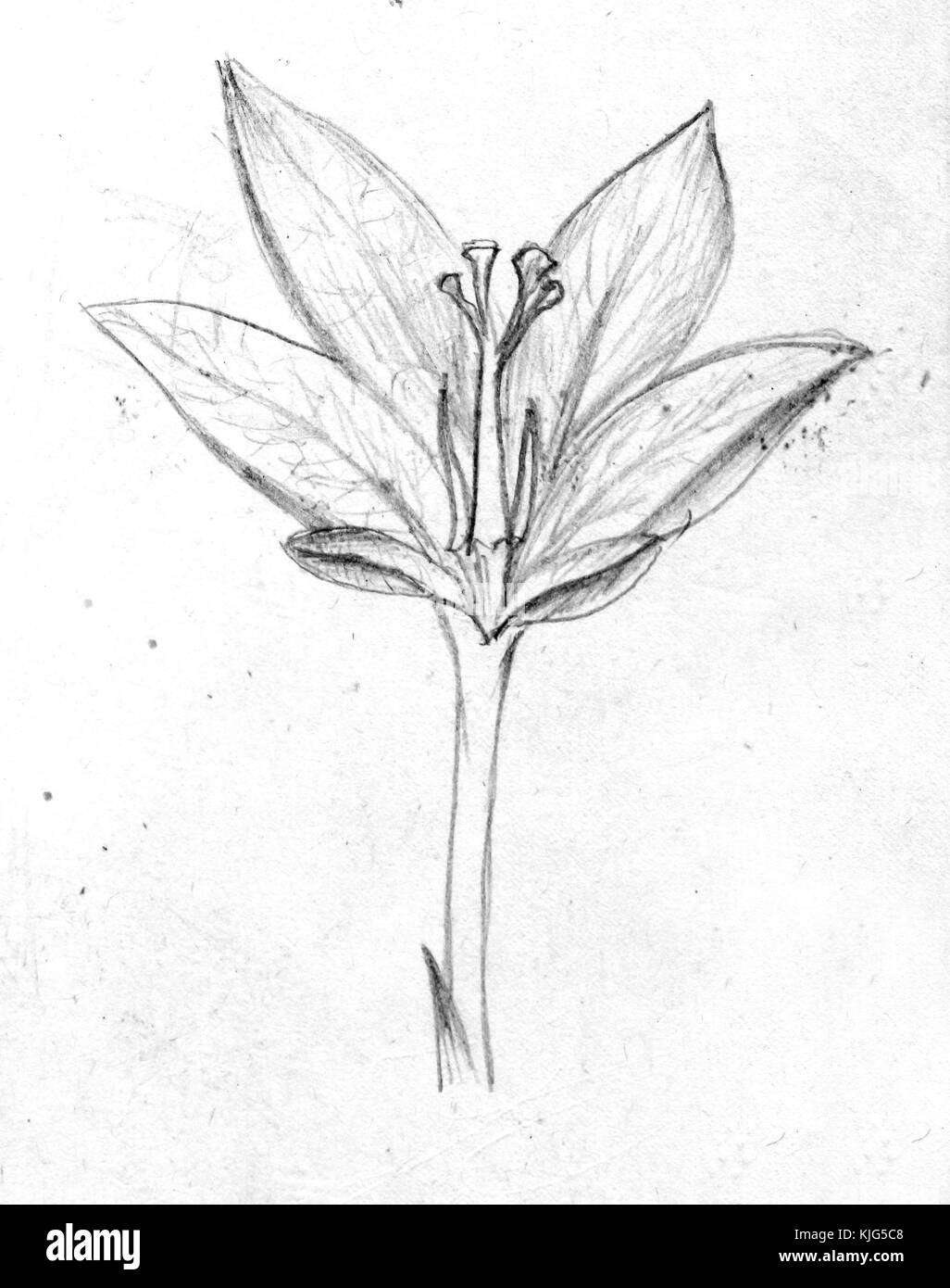 Dessin au crayon, croquis Photo Stock - Alamy