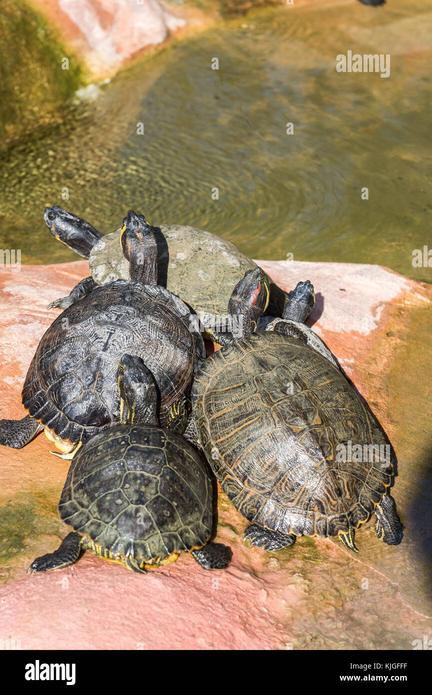 Tortue a tempes rouges Banque de photographies et d’images à haute ...