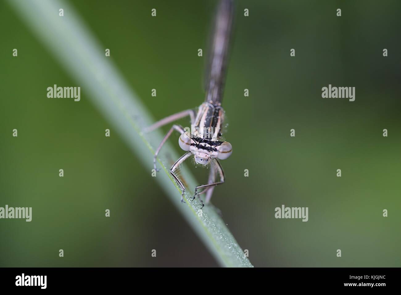 Insecte de zone humide Banque de photographies et d’images à haute ...