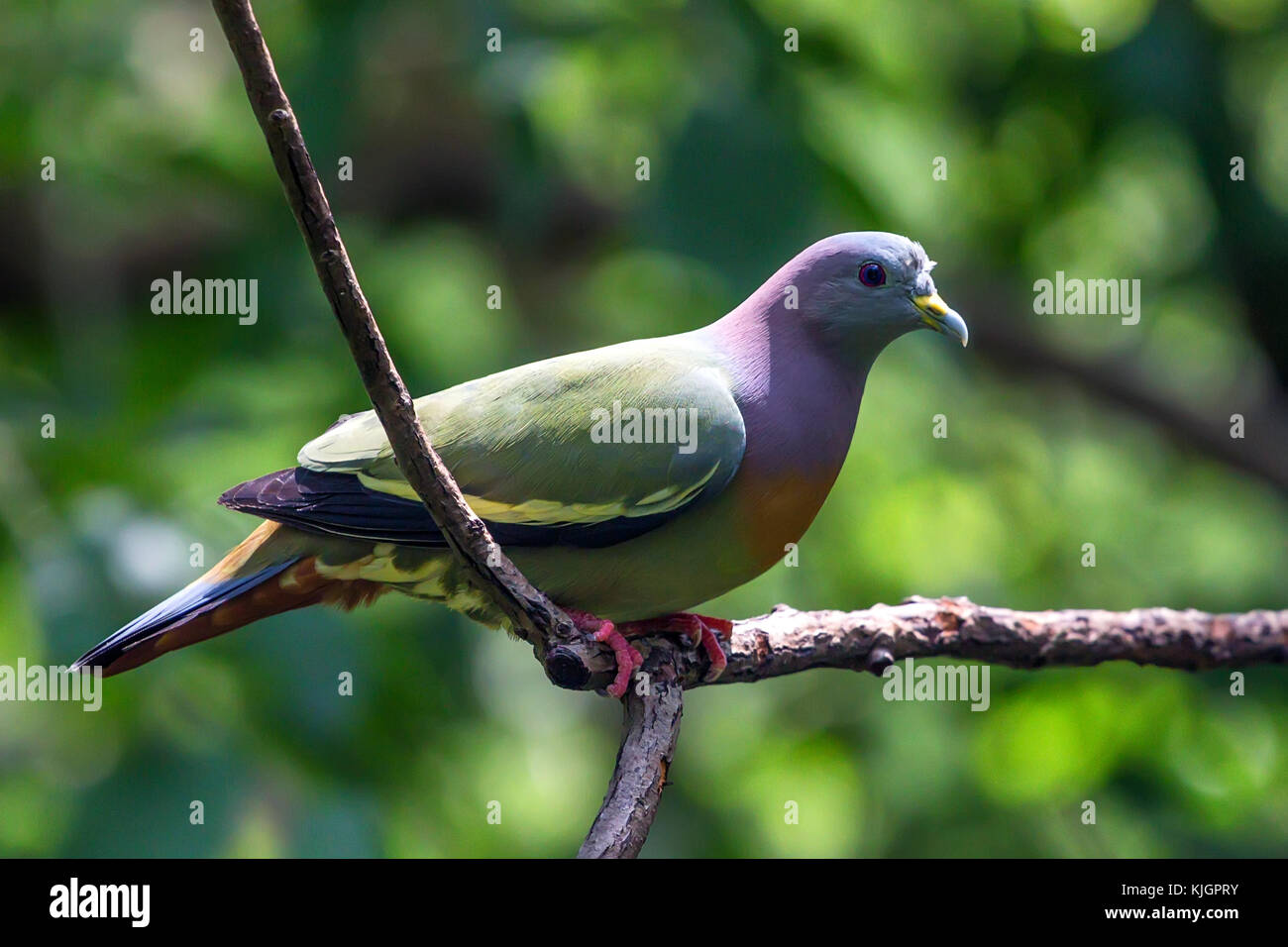 Sumatran pigeon vert Banque de photographies et d’images à haute ...