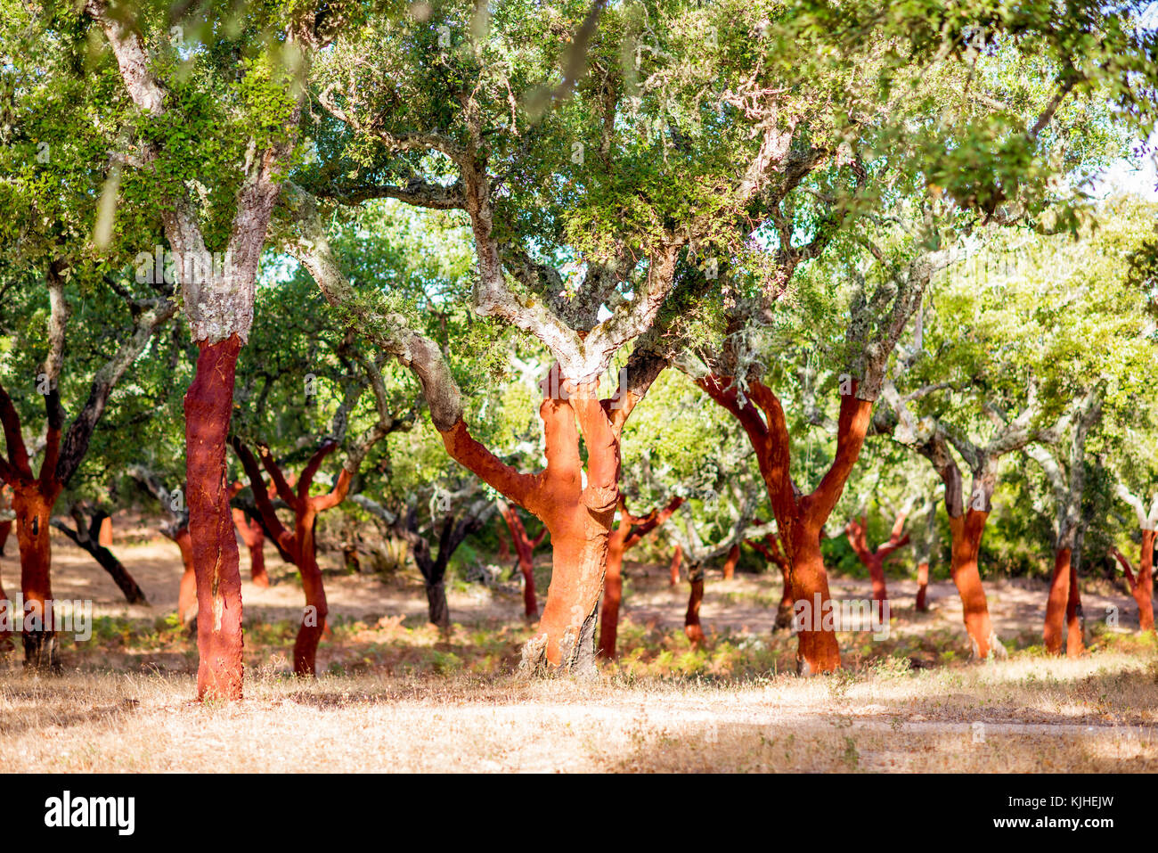 Les arbres de chêne liège au Portugal Photo Stock - Alamy