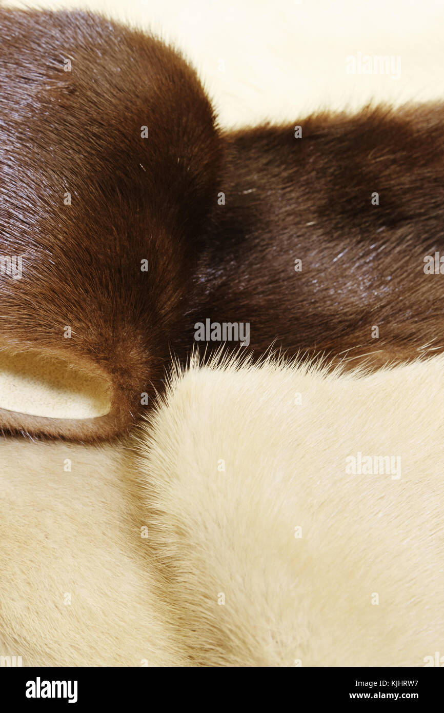 Fourrures d'animaux Banque de photographies et d’images à haute ...