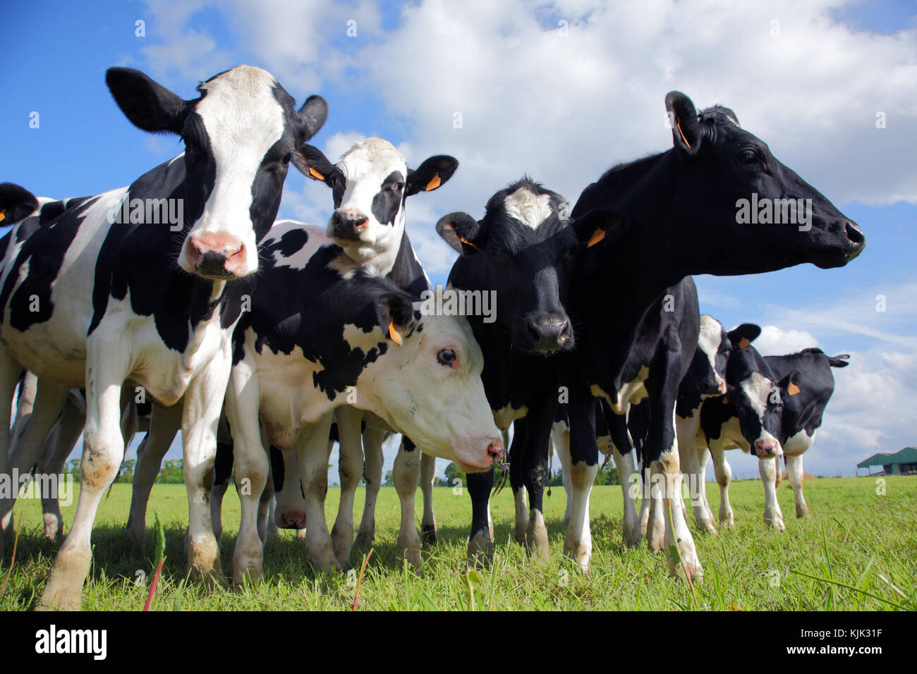 Les bovins Holstein vaches dans le pré Photo Stock - Alamy
