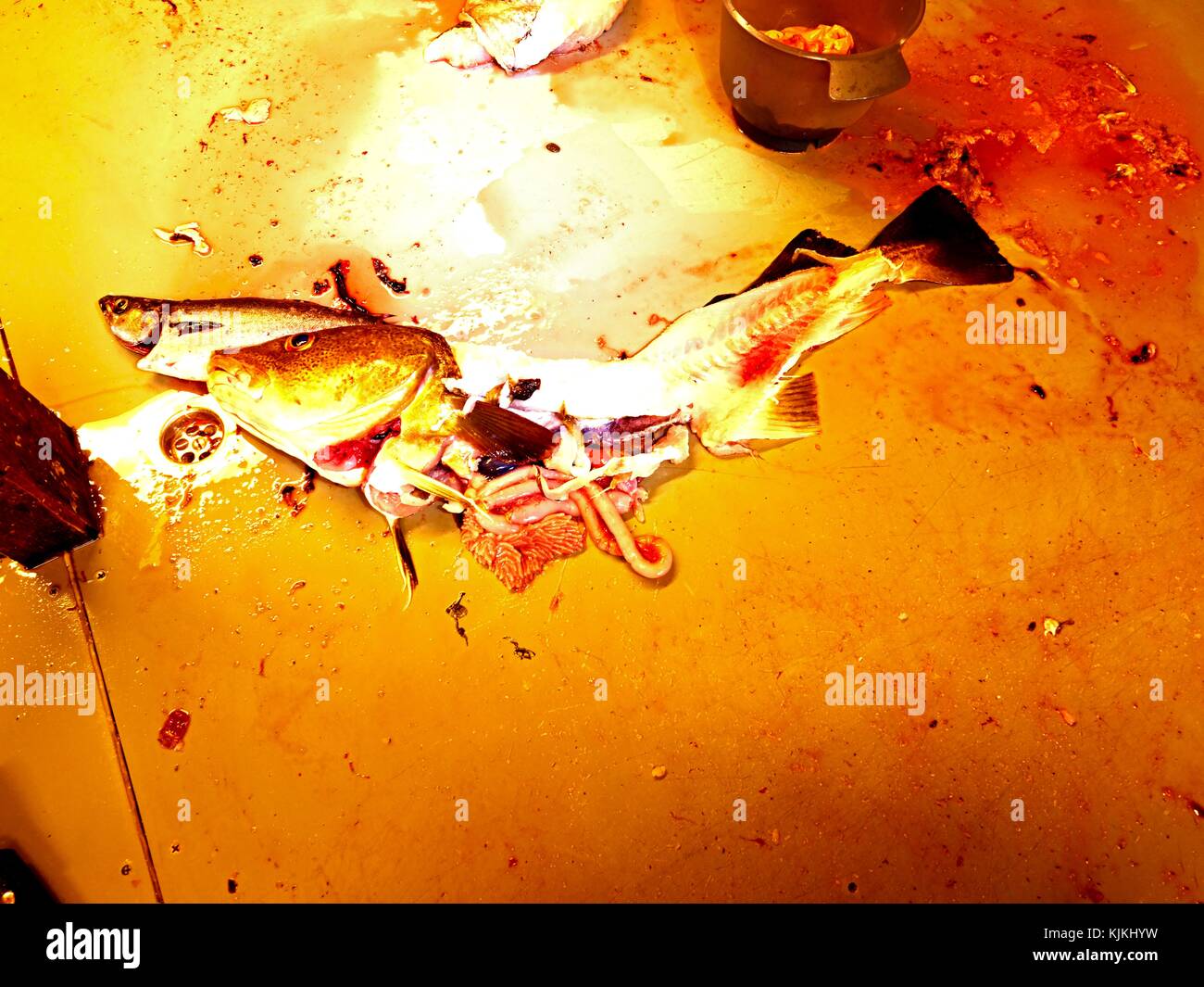 L'éviscération de la morue, la morue. un filetage du poisson ...