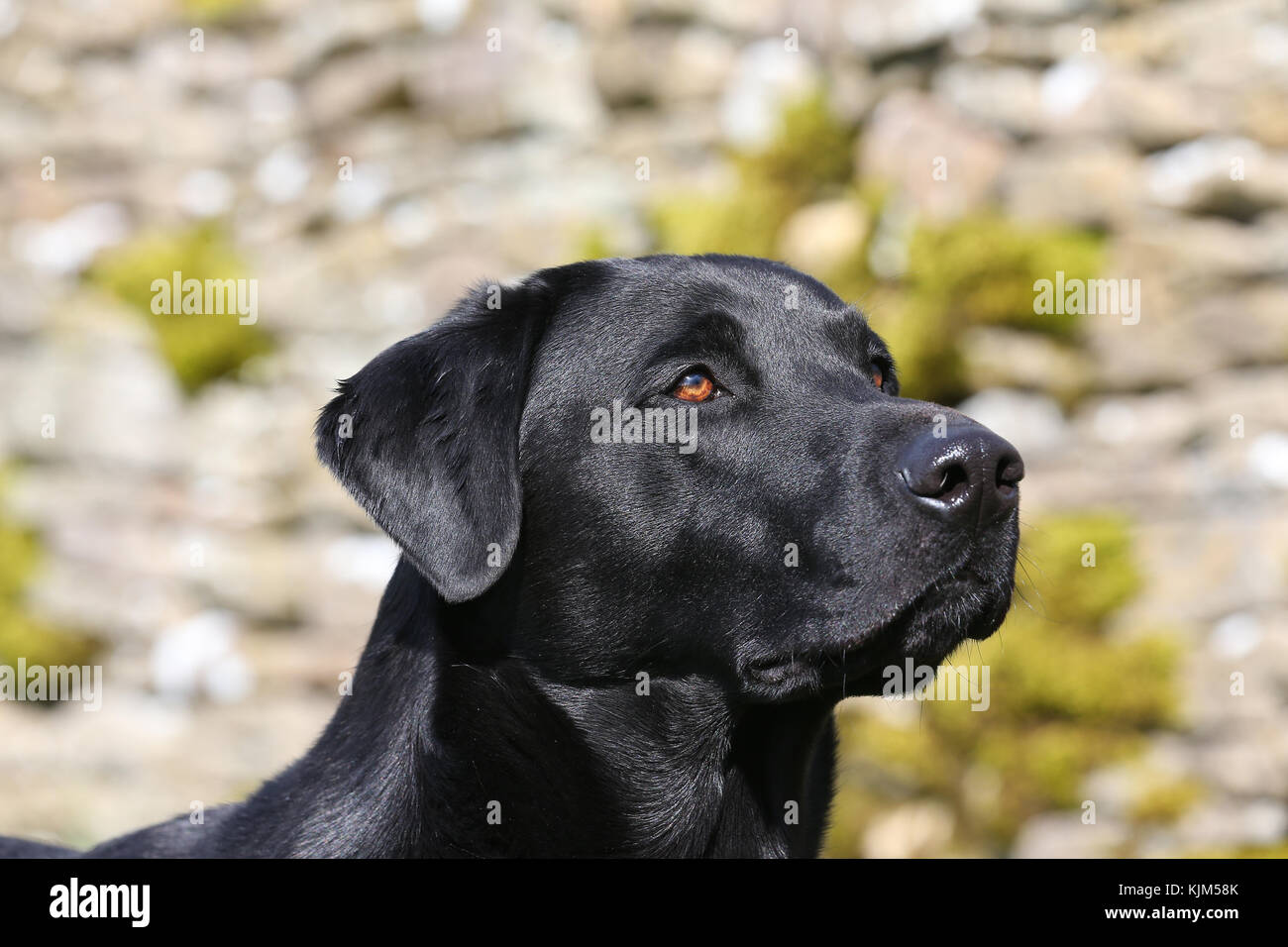Black labrador retriver Banque de photographies et d’images à haute ...