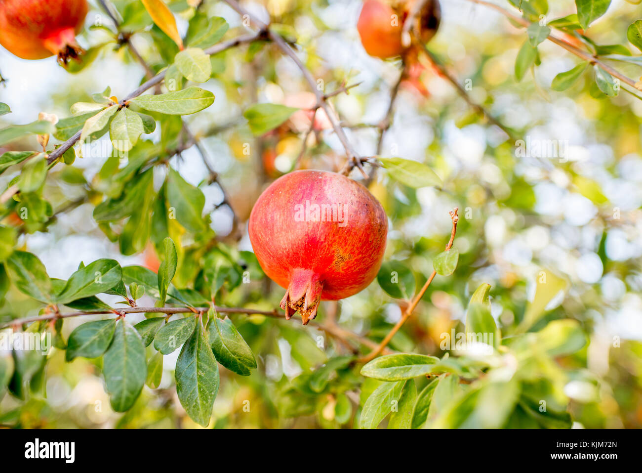 Arbre Avec Fruit Banque d'image et photos - Alamy