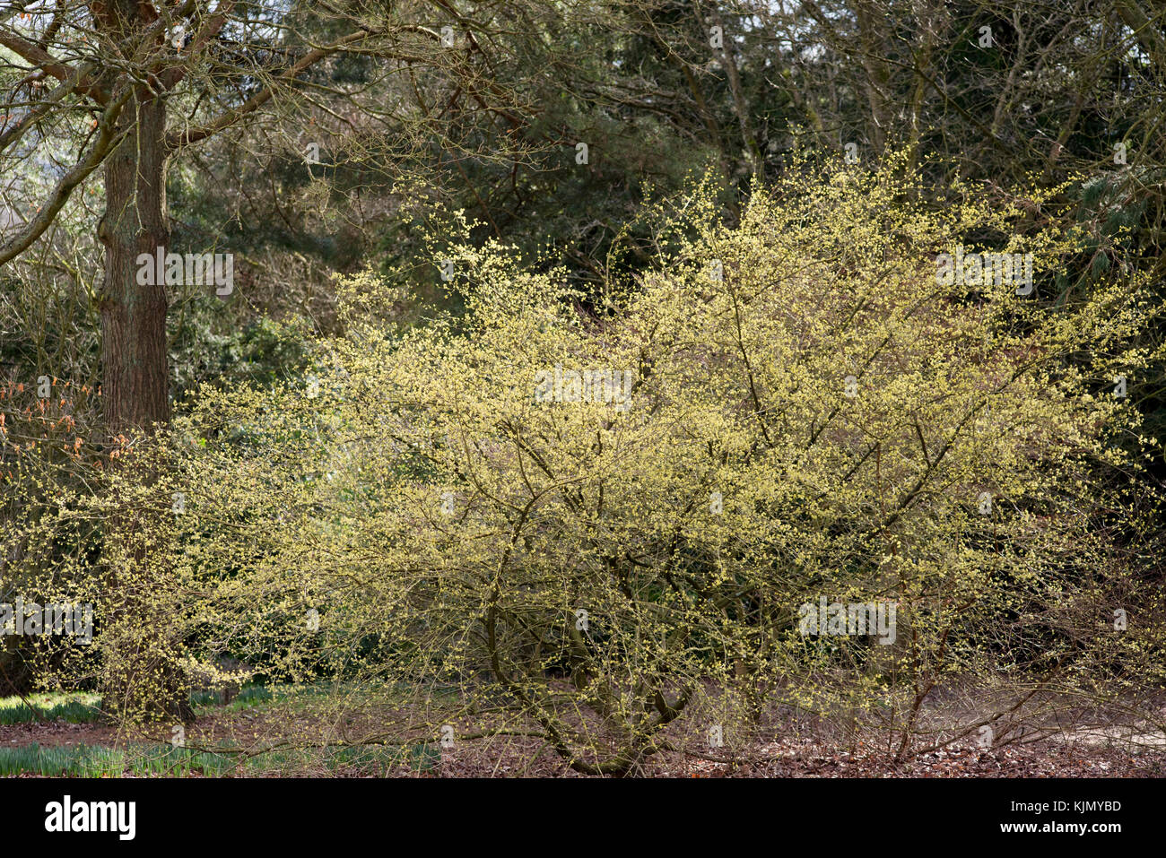 Cornus officinalis Banque de photographies et d’images à haute ...