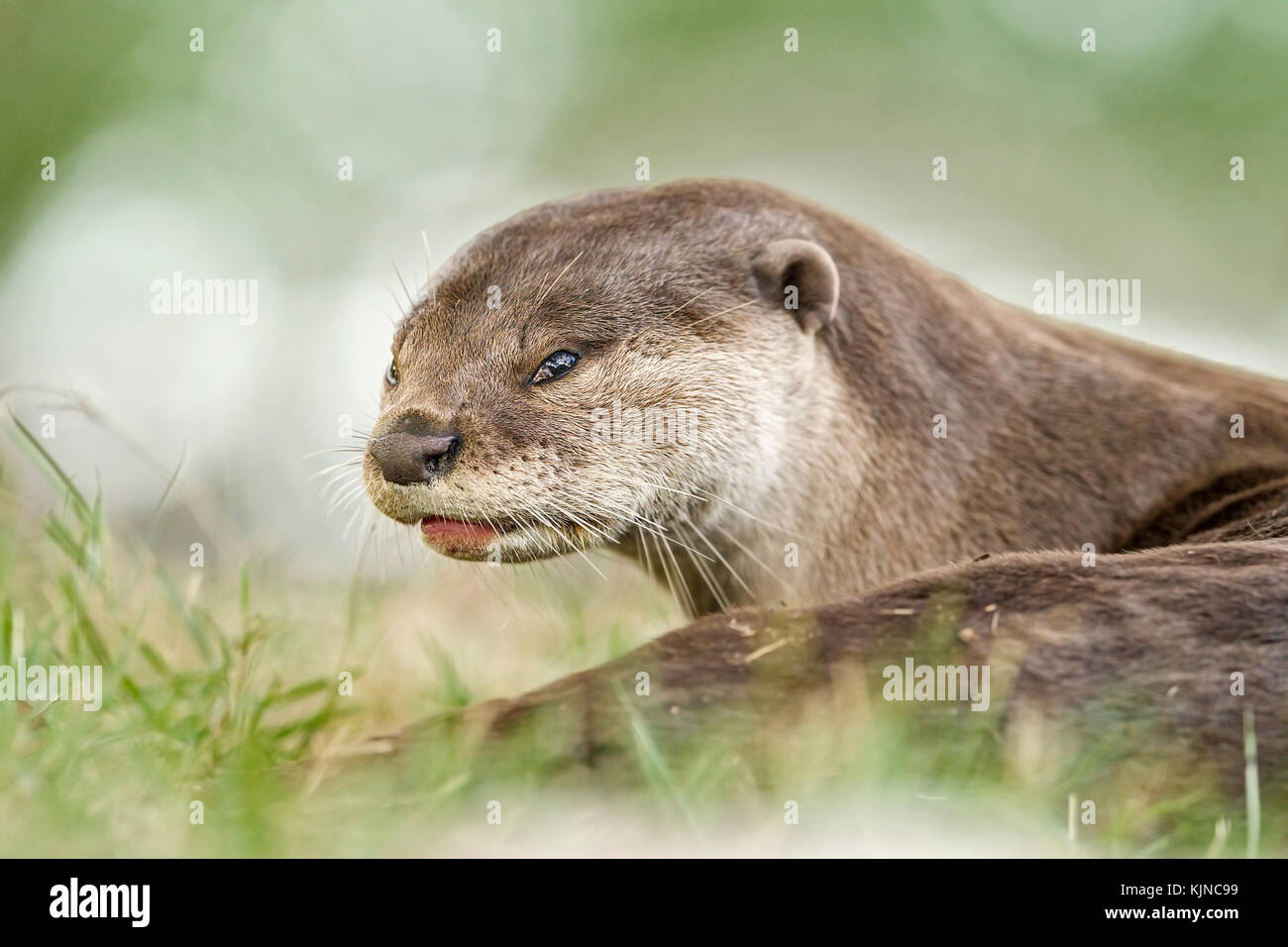 Loutre Brune Banque d'image et photos - Alamy