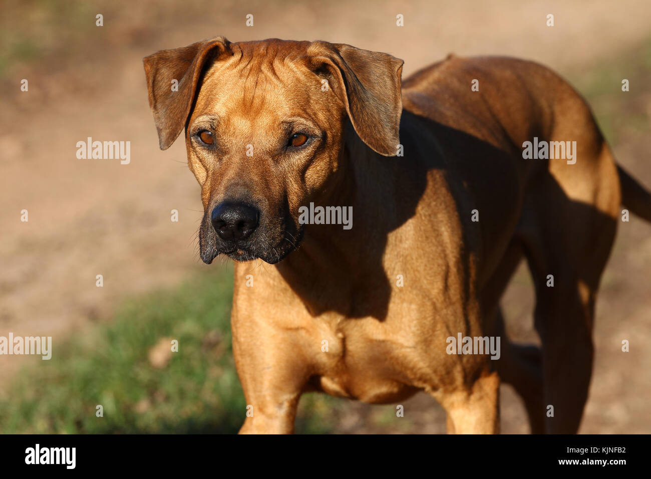 Chien rhodesian ridgeback Banque de photographies et d’images à haute ...