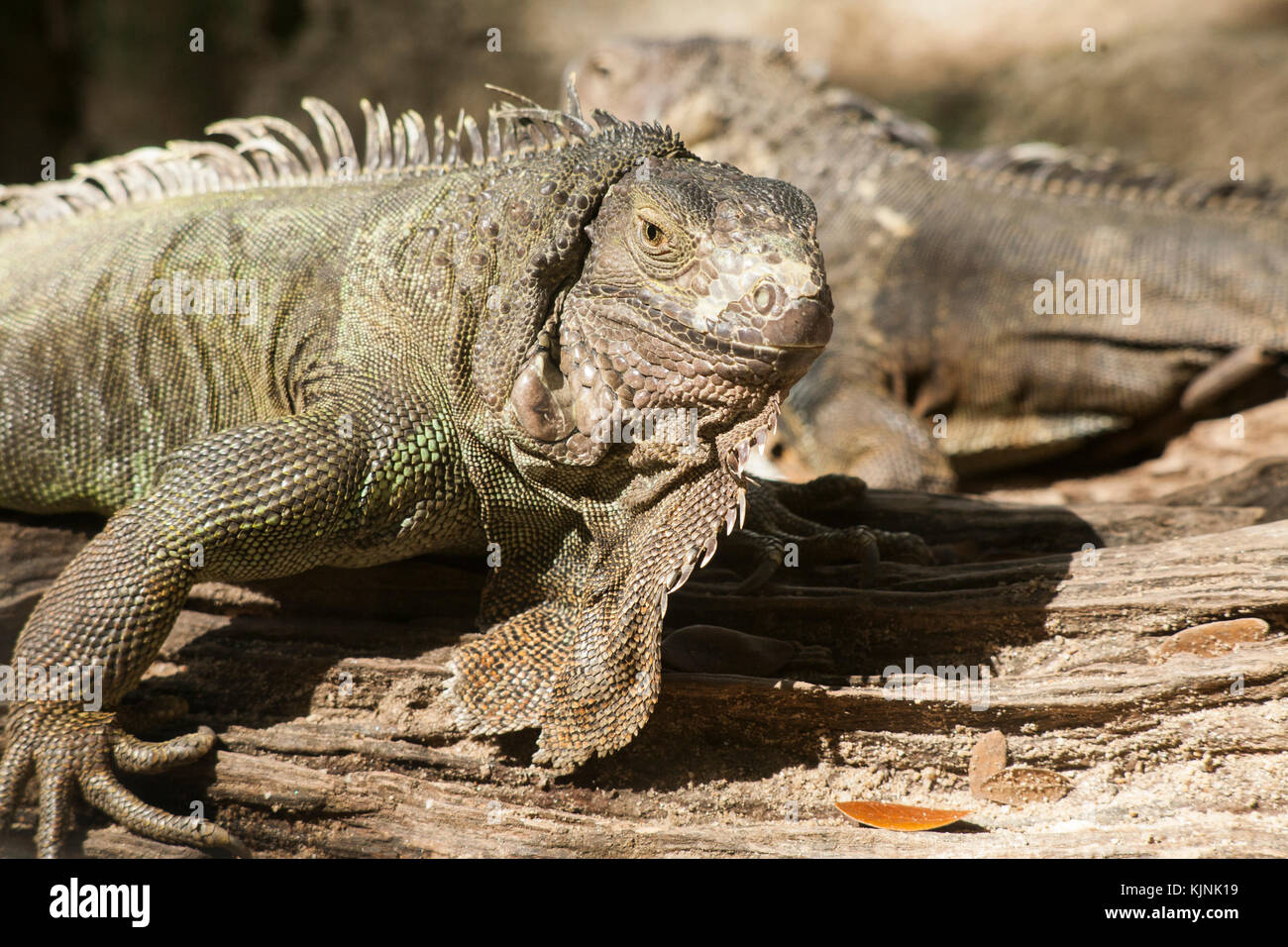 L'iguane commun ou Iguane vert / est une espèce d'iguane originaire d ...