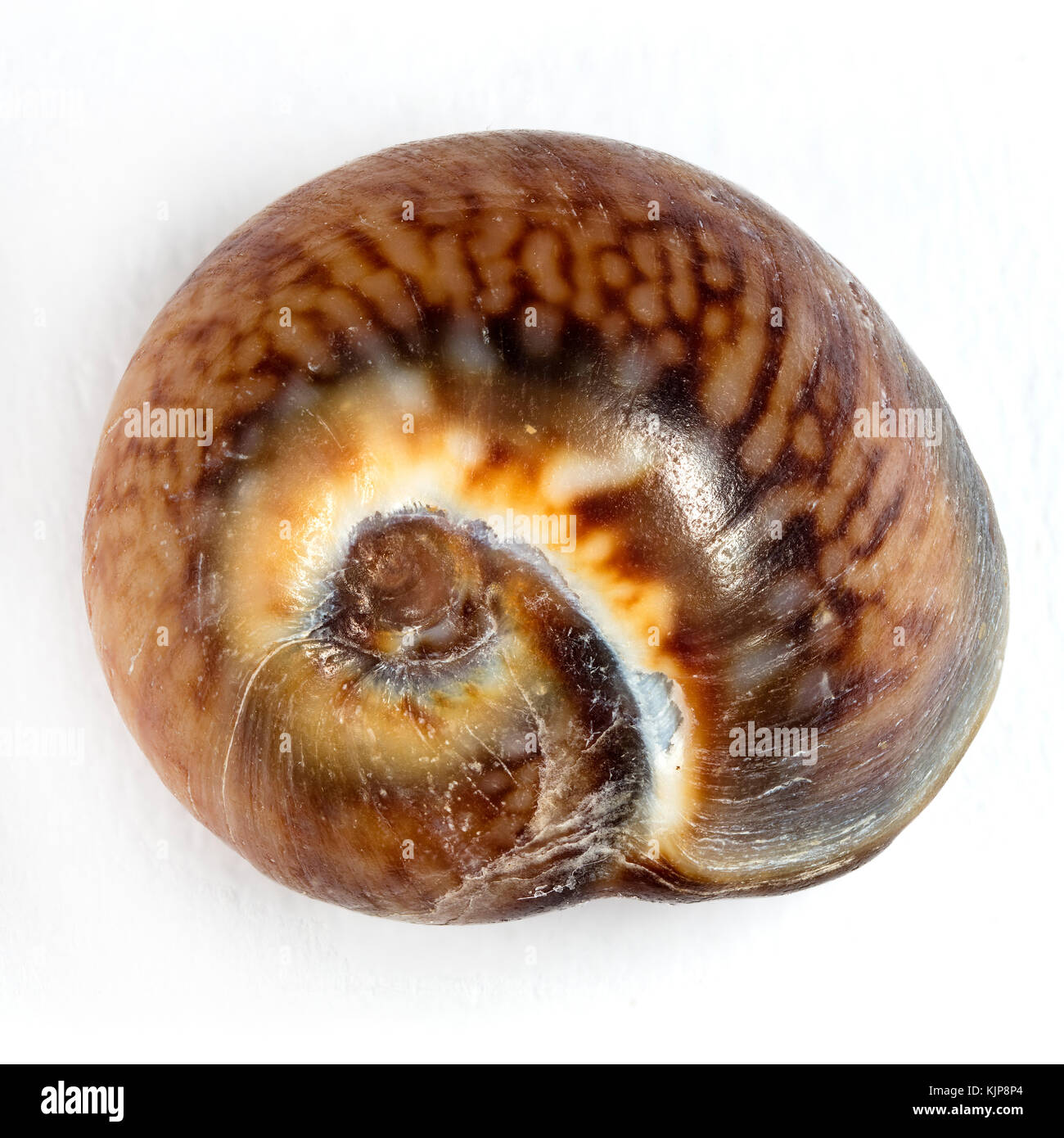 Coquille de nautile onde de forme Banque de photographies et d’images à ...