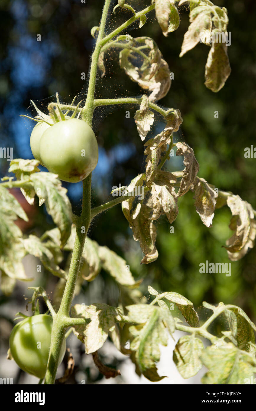 Fruit mites Banque de photographies et d’images à haute résolution - Alamy