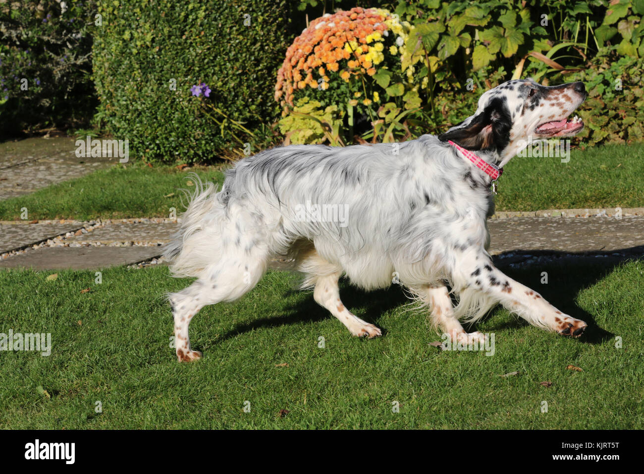 Laverack setter Banque de photographies et d’images à haute résolution ...