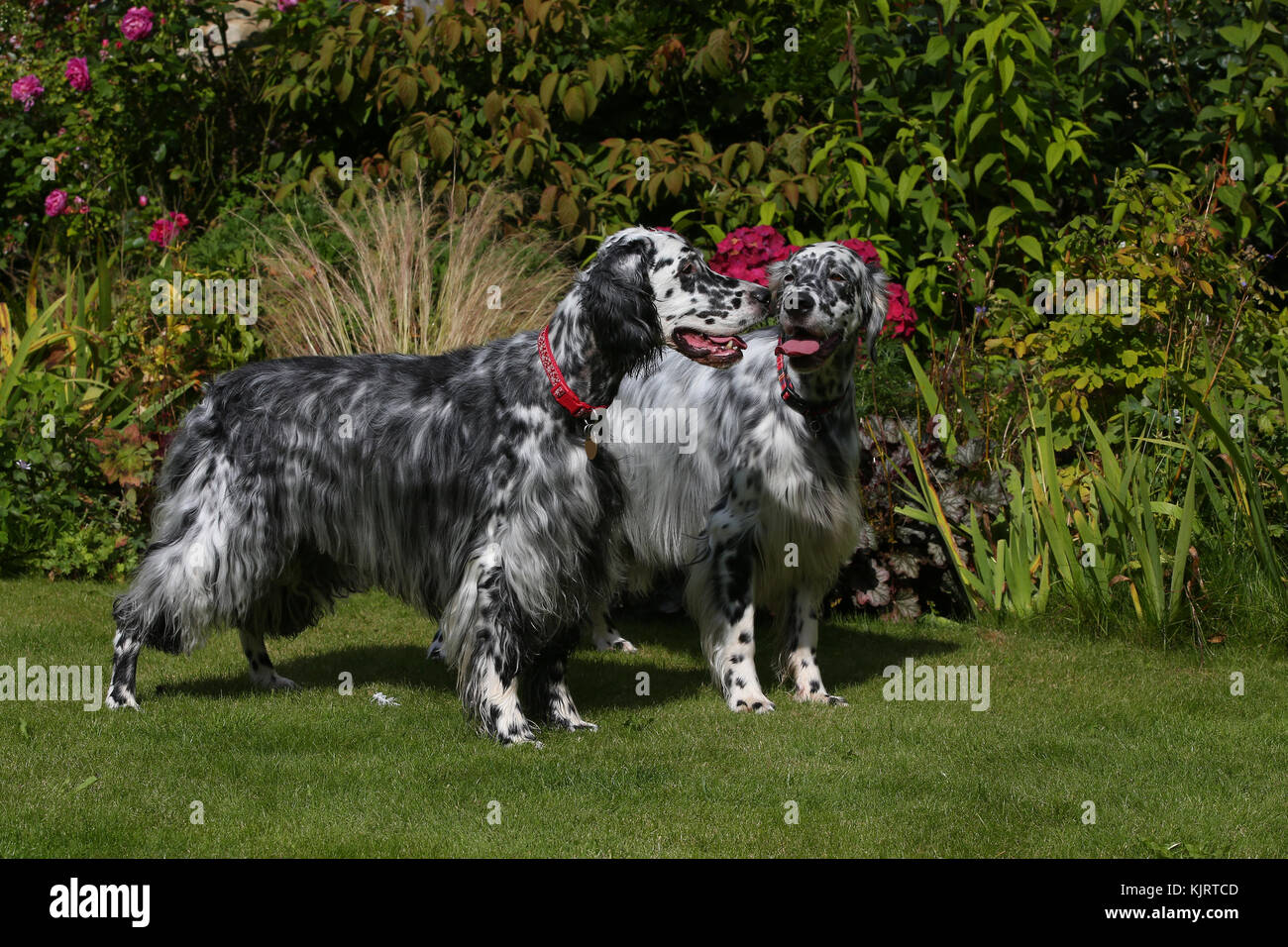 Laverack setter Banque de photographies et d’images à haute résolution ...