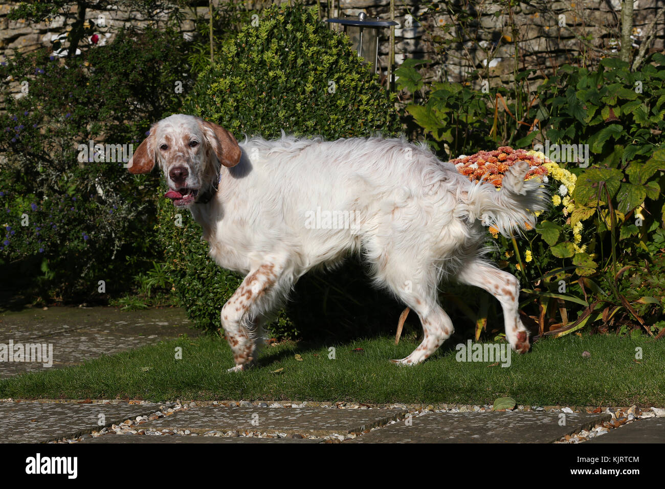 Laverack setter Banque de photographies et d’images à haute résolution ...