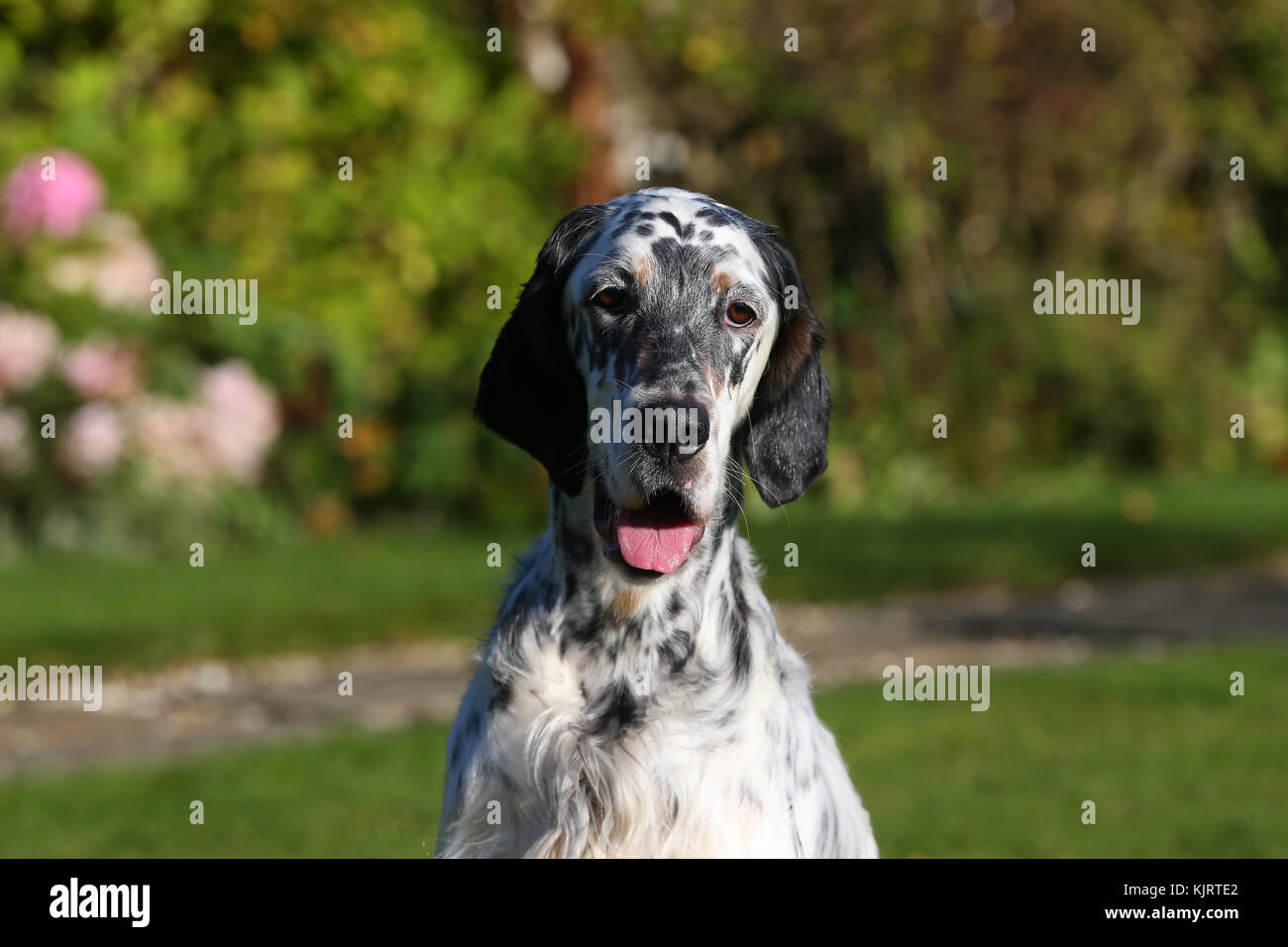 Laverack setter Banque de photographies et d’images à haute résolution ...