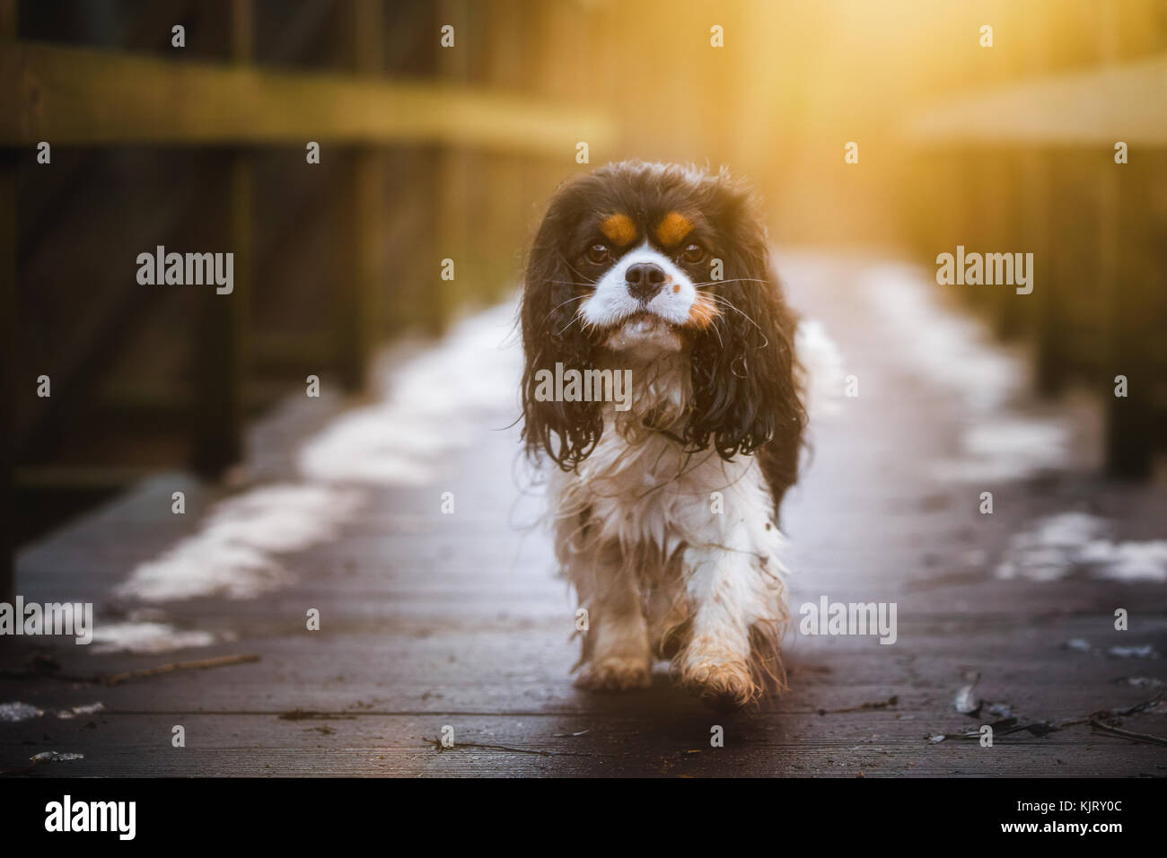 King george spaniel Banque de photographies et d’images à haute ...