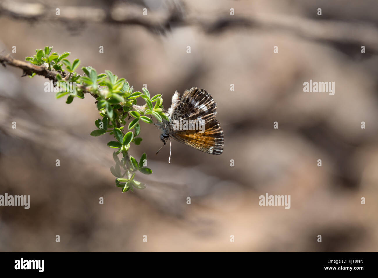 Papillon bleu canari Banque de photographies et d’images à haute ...