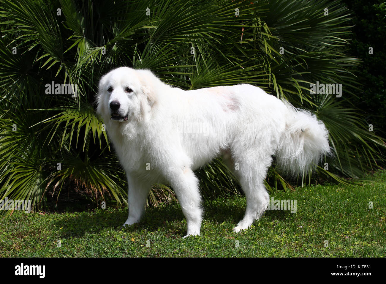 Chien De Montagne Des Pyrenees Banque d'image et photos - Alamy