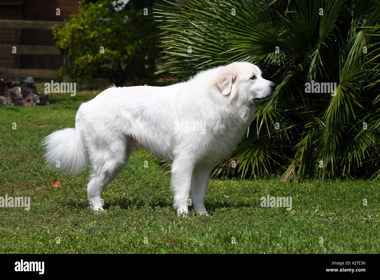 Chien De Montagne Des Pyrenees Banque d'image et photos - Alamy