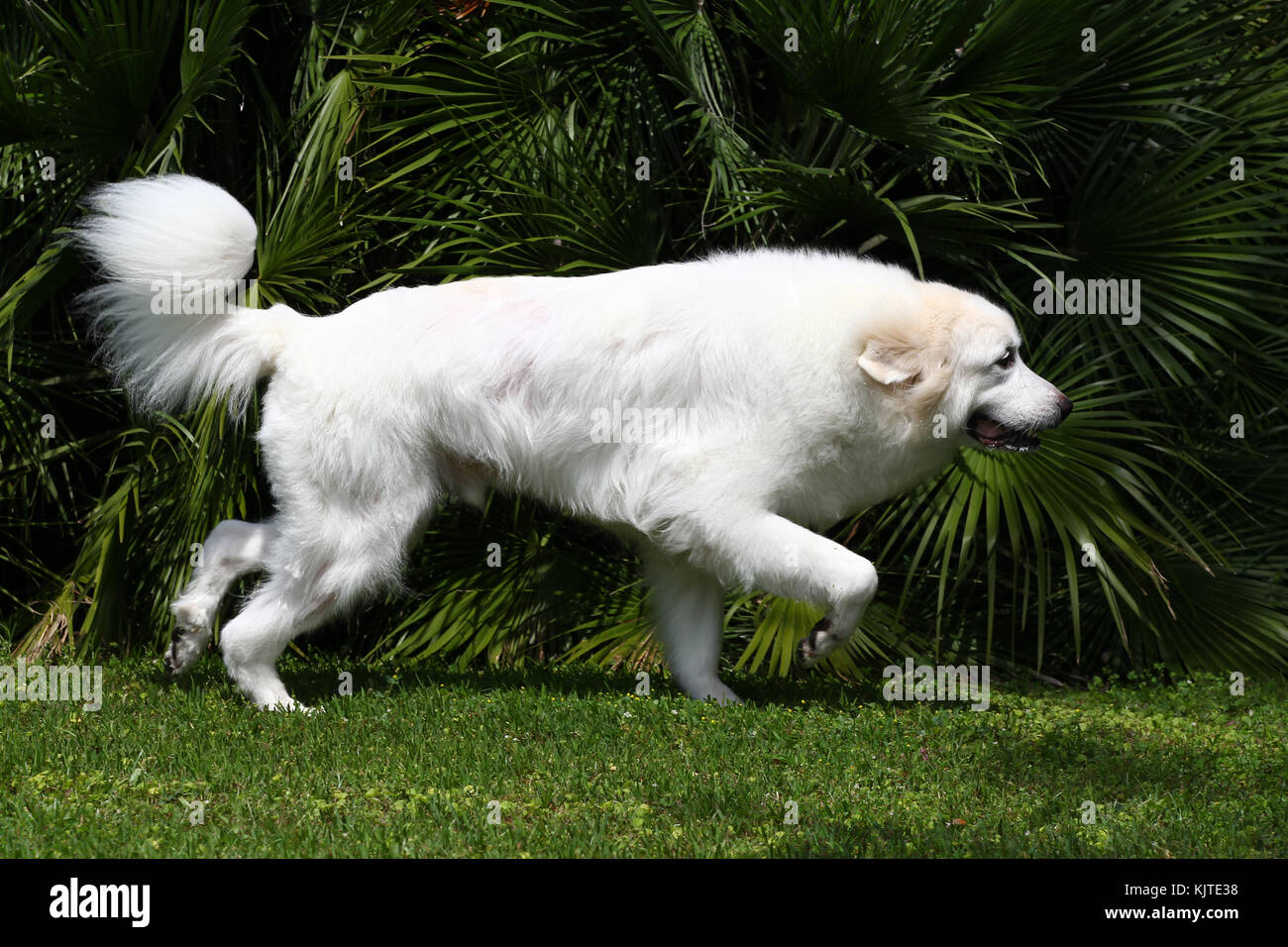 Chien De Montagne Des Pyrenees Banque d'image et photos - Alamy