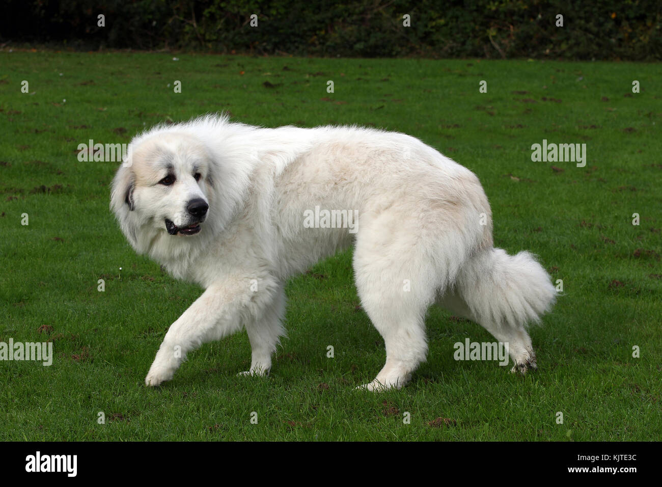 Chien De Montagne Des Pyrenees Banque d'image et photos - Alamy