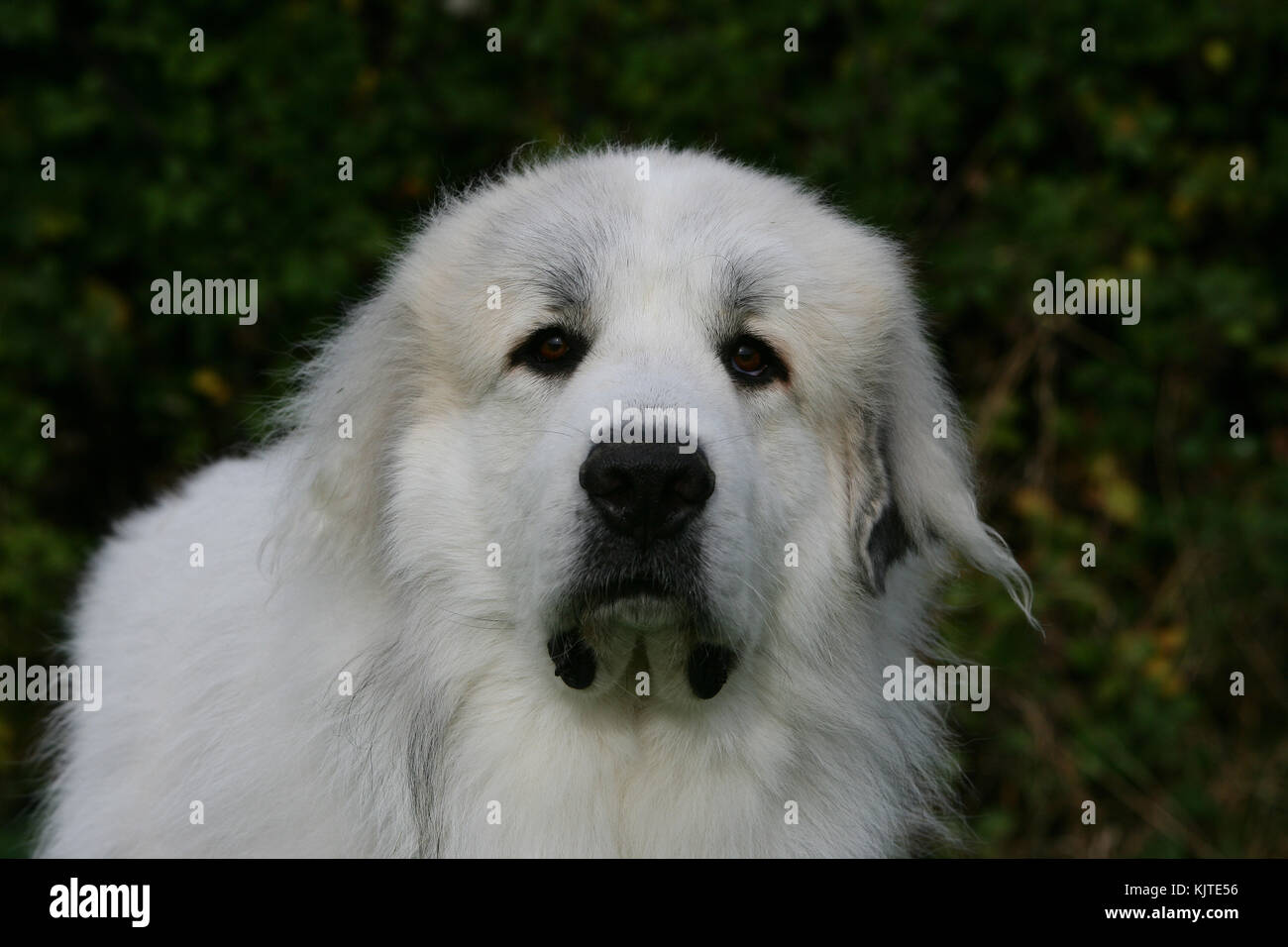 Chien De Montagne Des Pyrenees Banque d'image et photos - Alamy