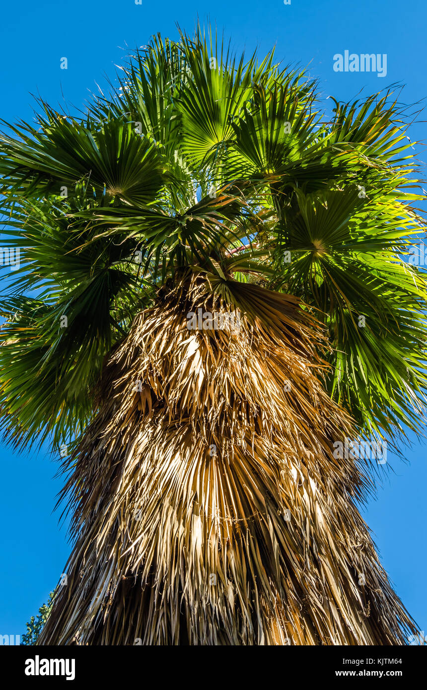 L'image colorée d'un palmier, vert natural background Photo Stock - Alamy