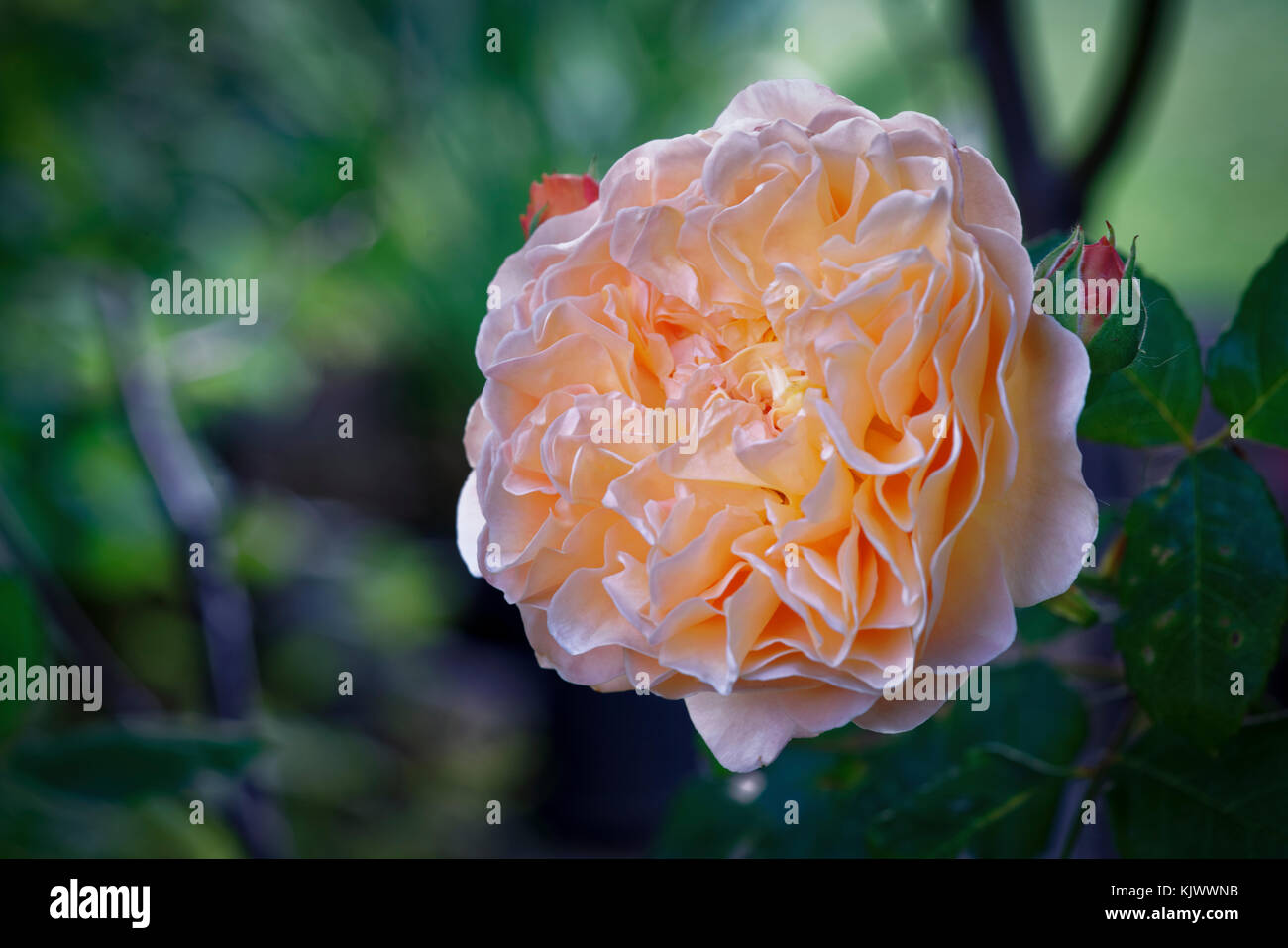 Fort graca Banque de photographies et d’images à haute résolution - Alamy