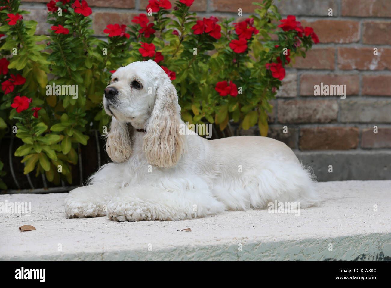 Cocker spaniel lying down Banque de photographies et d’images à haute ...