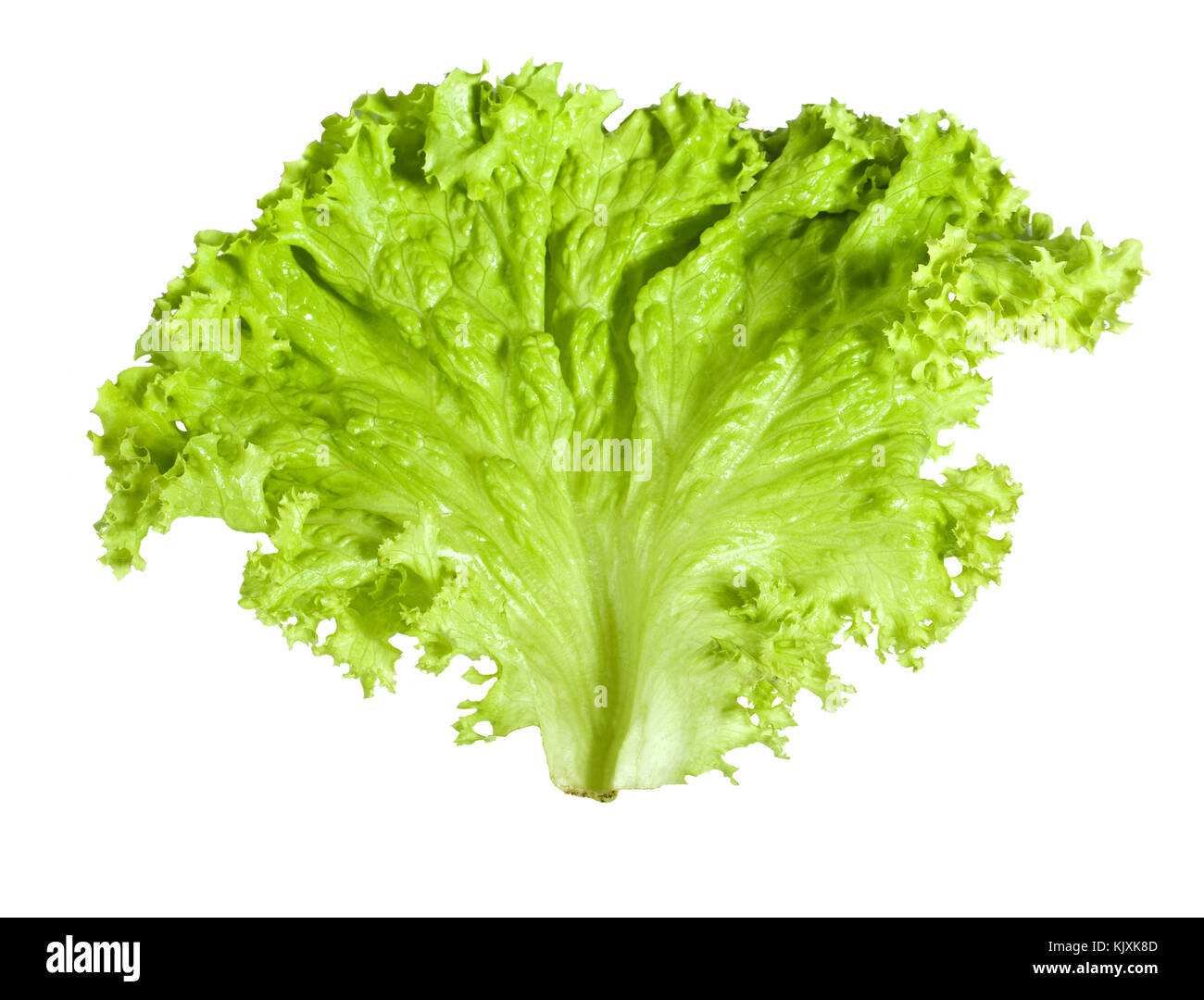 Salade verte sur fond blanc Banque de photographies et d’images à haute ...