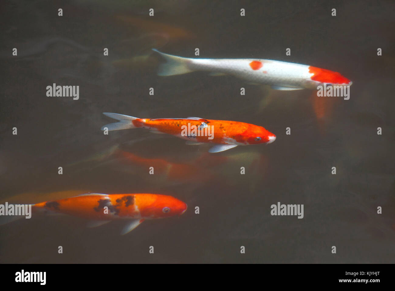 Couleurs de poisson Banque de photographies et d’images à haute ...