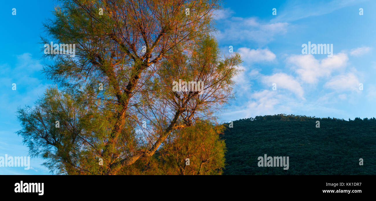 Tamaris tamarix sp Banque de photographies et d’images à haute ...