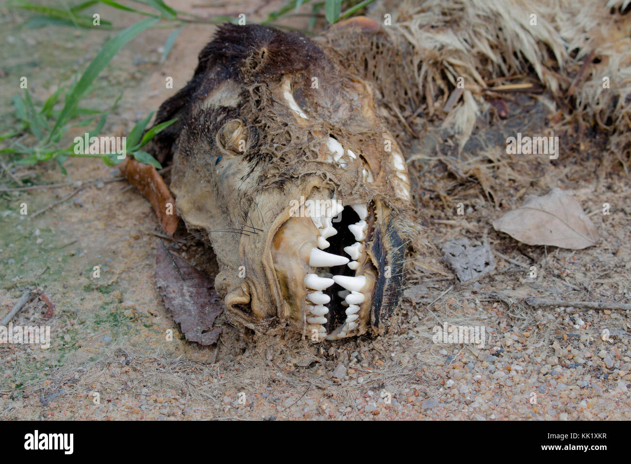 Cadavre de chien Banque de photographies et d’images à haute résolution ...