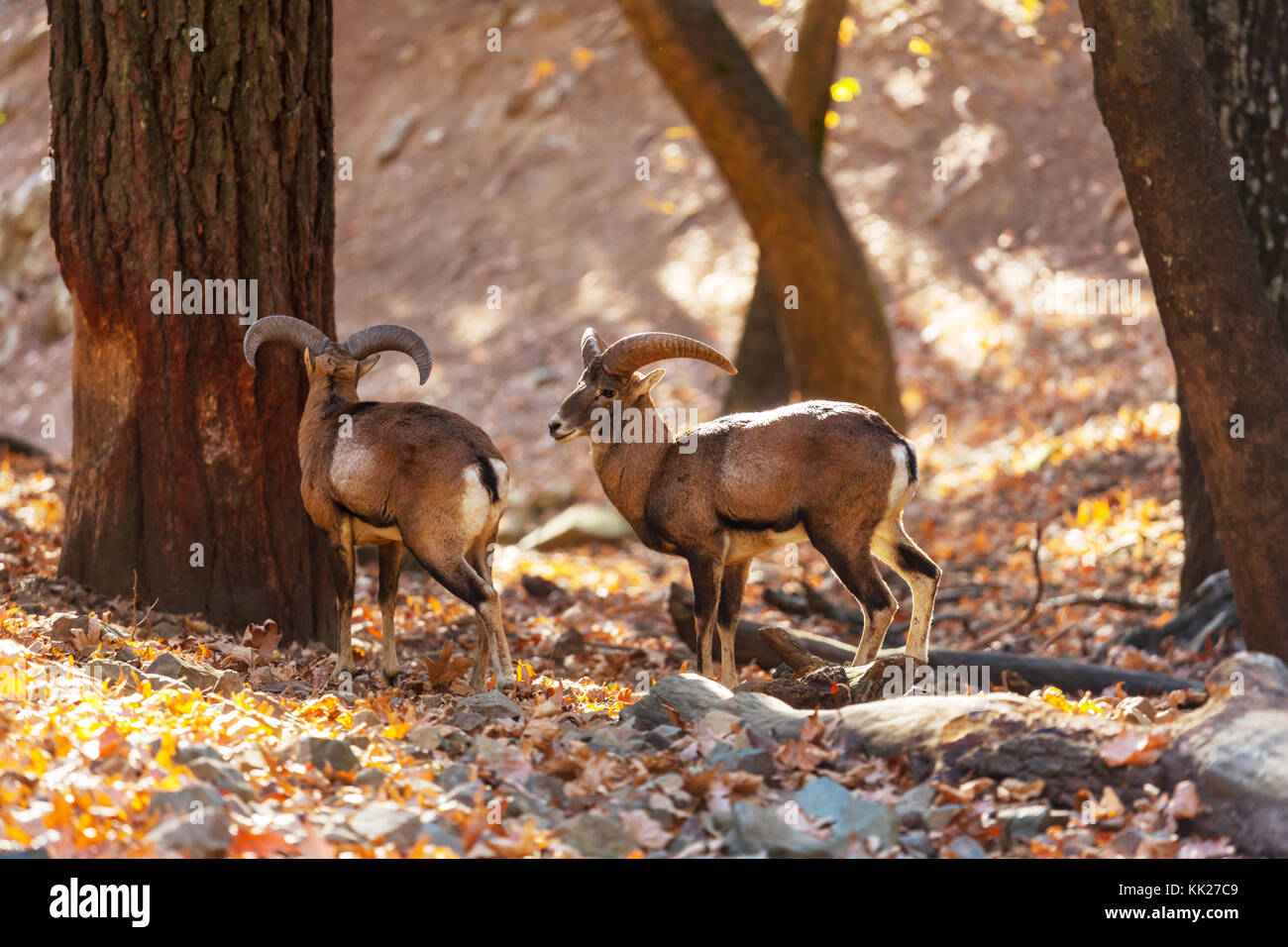 Chypre mouflon Banque de photographies et d’images à haute résolution ...
